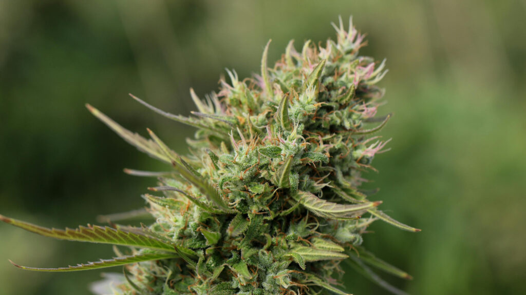 What is THCP? Understanding the latest cannabis compound and its ...