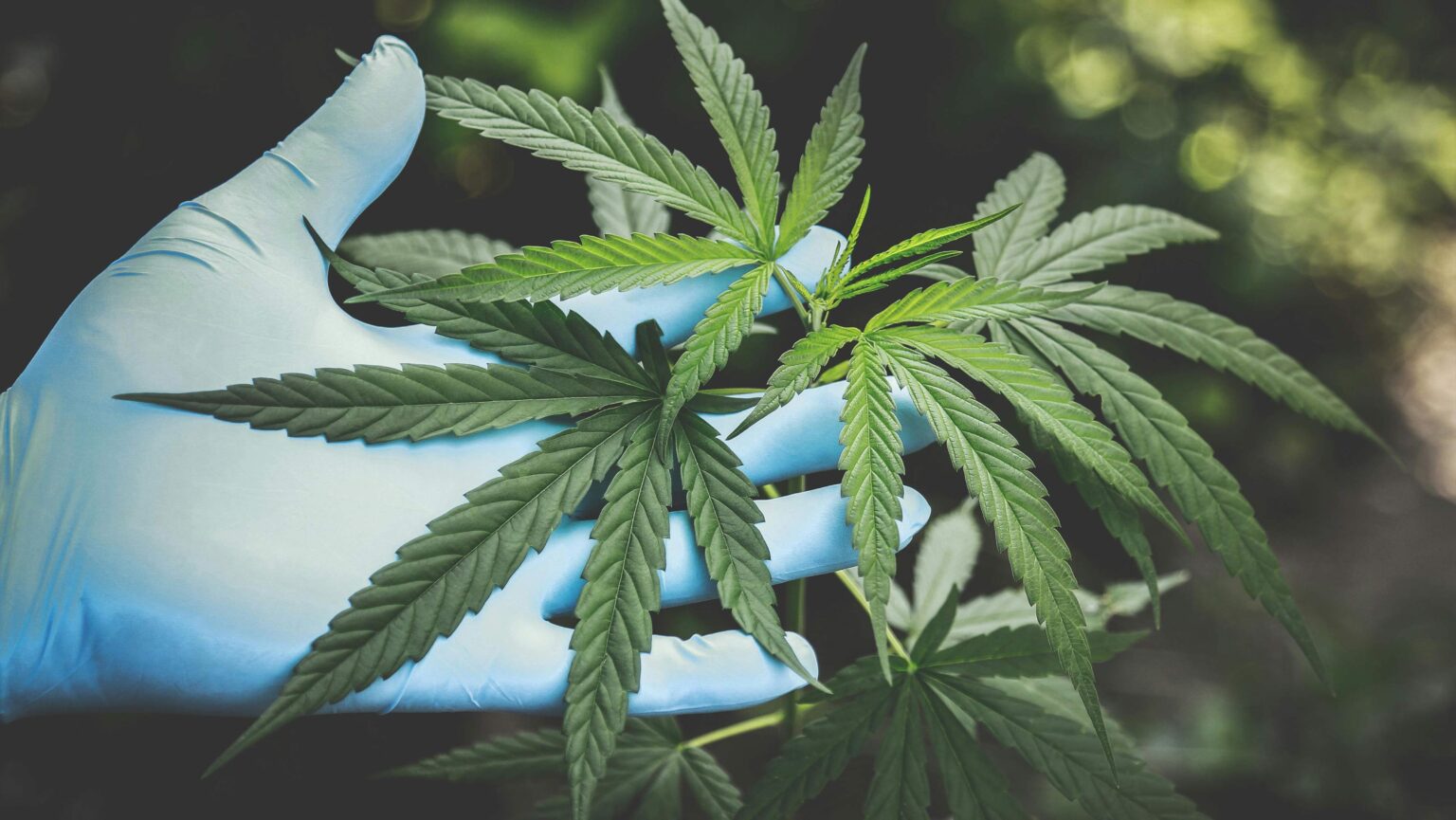 THC Vapes in the UK: What You Need to Know | CB1 Medical
