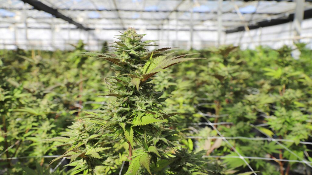 Irradiated Cannabis: What Patients Need to Know | CB1 Medical